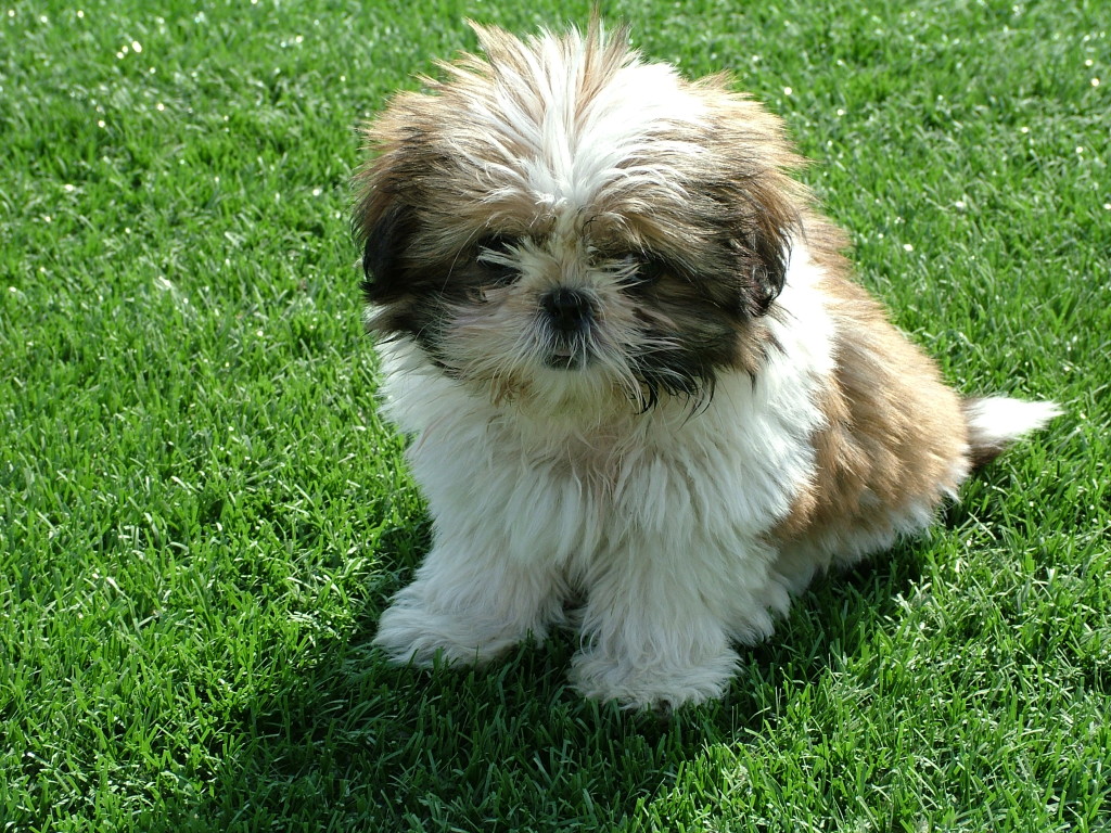 7 Perfect Breeds for People Over 50 - LivingBetter50