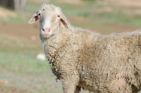 The Good Shepherd - LivingBetter50