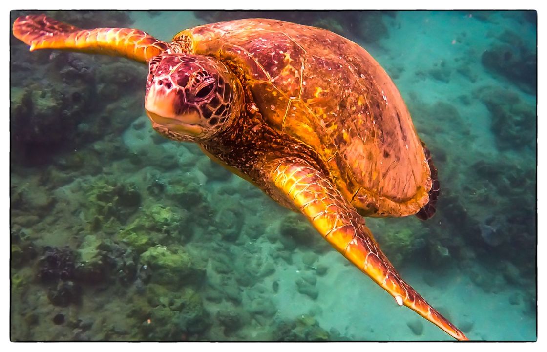A Honu Day for Me – Best Snorkeling Beaches off Kihei, Maui ...